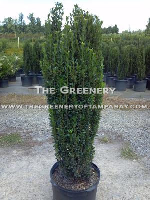 The Greenery Nursery and Garden Center
