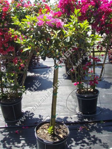 The Greenery Nursery and Garden Center