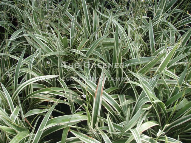 The Greenery Nursery and Garden Center