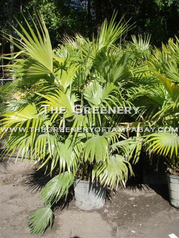 The Greenery Nursery and Garden Center