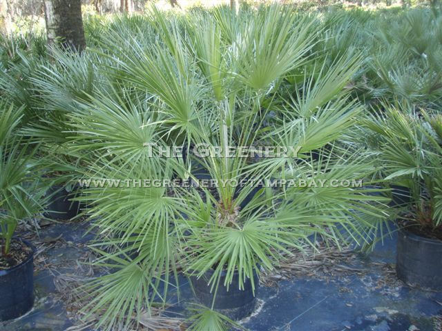 The Greenery Nursery and Garden Center