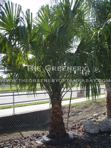 The Greenery Nursery and Garden Center