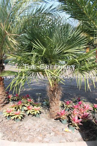 The Greenery Nursery and Garden Center