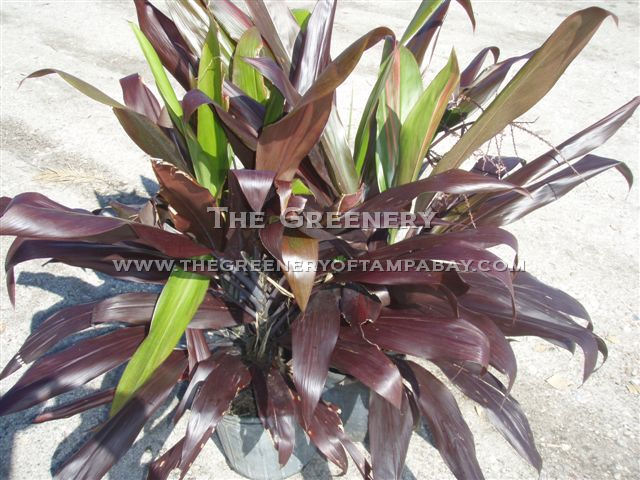 The Greenery Nursery and Garden Center