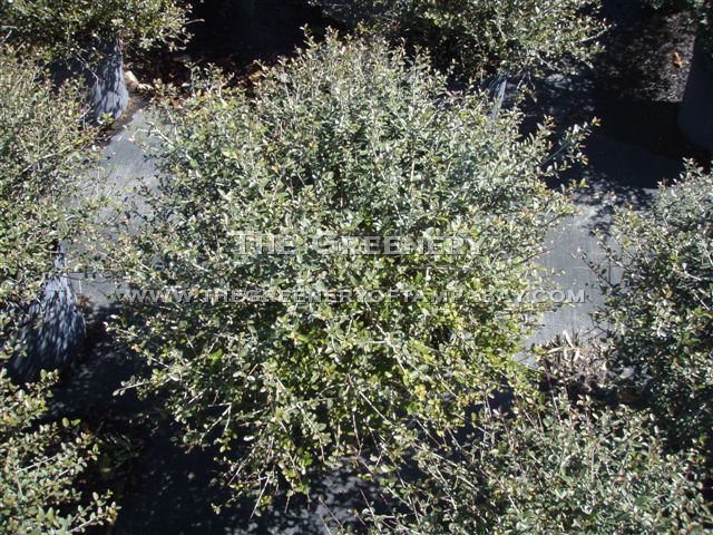 The Greenery Nursery and Garden Center