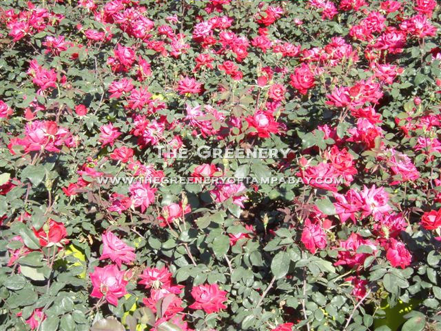 The Greenery Nursery and Garden Center