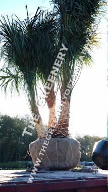 The Greenery Nursery and Garden Center